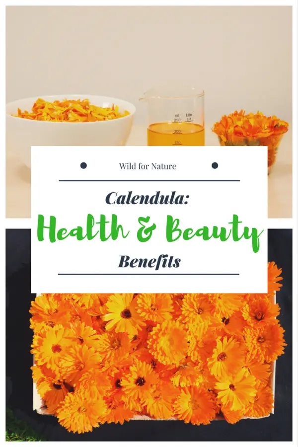 Calendula Benefits & Uses: Health, Beauty & Kitchen – Wild for Nature