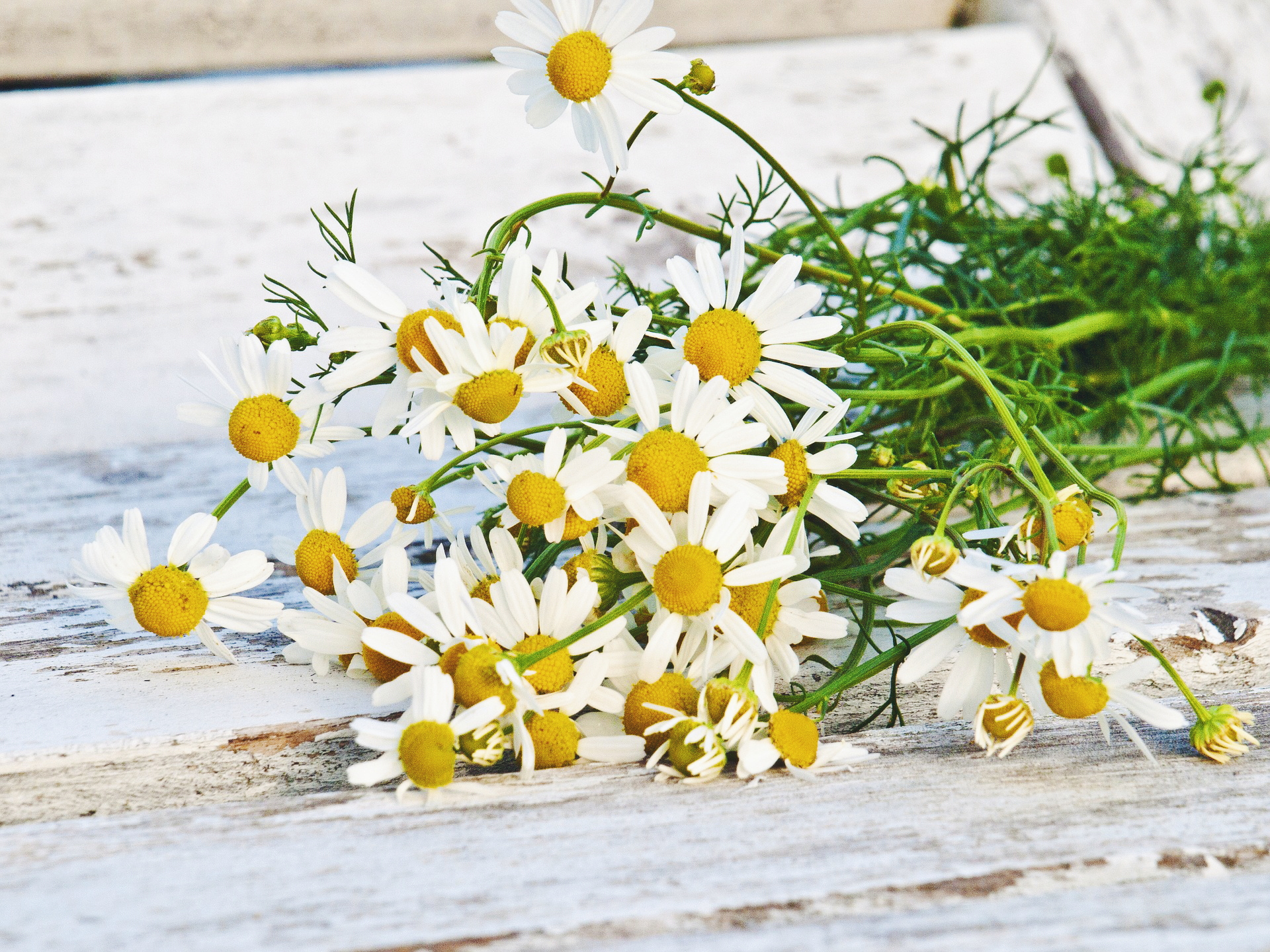 Soothing CHAMOMILE health and skin benefits – Wild for Nature