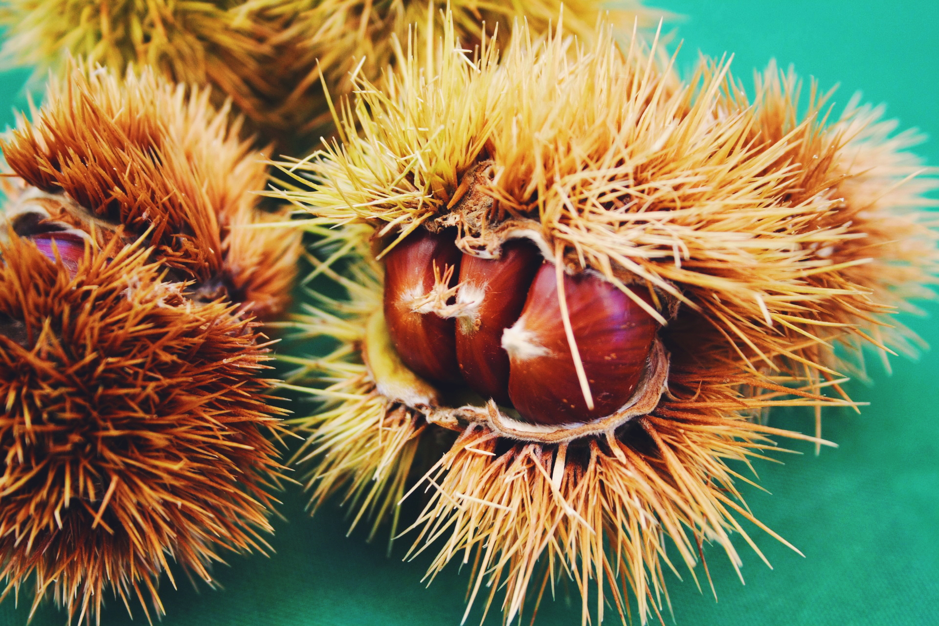 Everything you wanted to know about chestnut skin and hair benefits ...