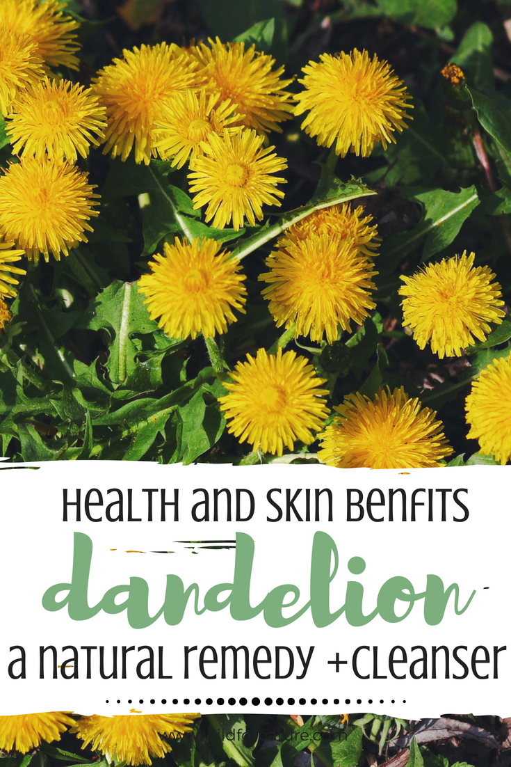 Amazing DANDELION health and skin benefits – Wild for Nature